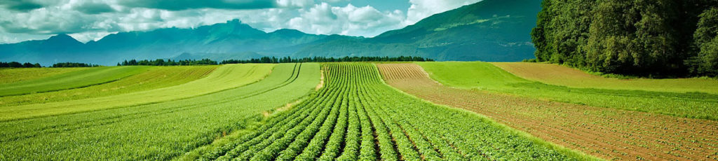 simplot-potatofields - Spudman