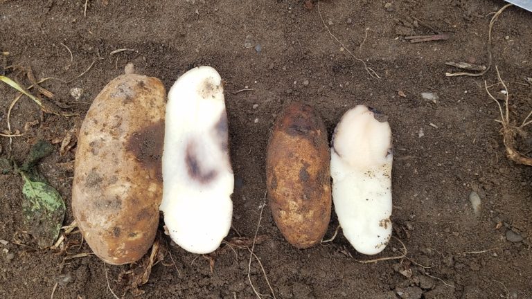 Improving phosphite performance for pink rot control - Spudman