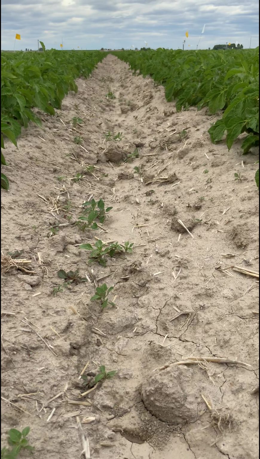 Herbicide timing is key for effective weed control in potatoes - Spudman