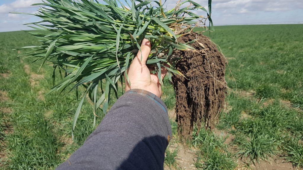 Cover crops and potatoes: How effective are they? - Spudman