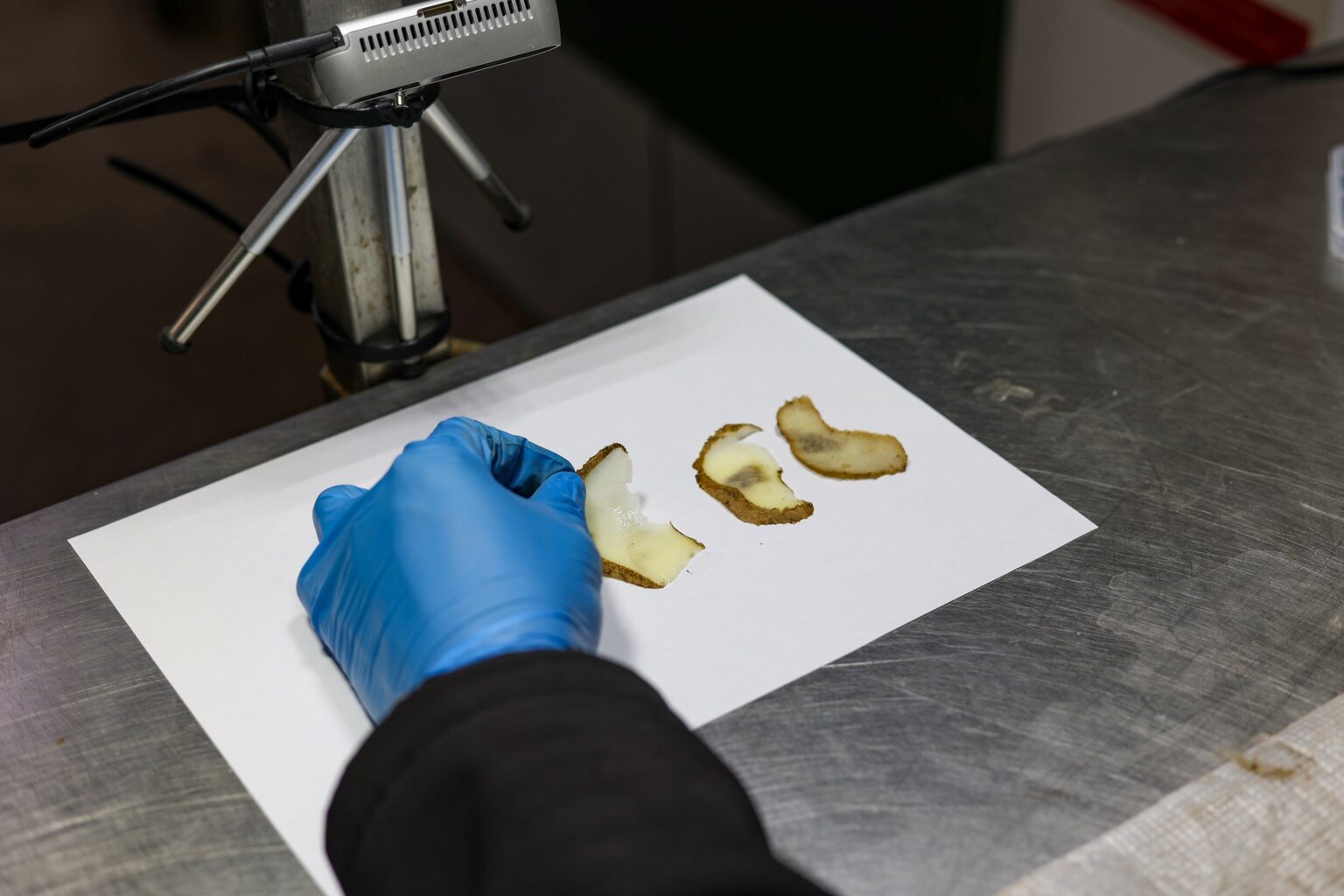 New project aims to reduce potato bruising, minimize food waste - Spudman