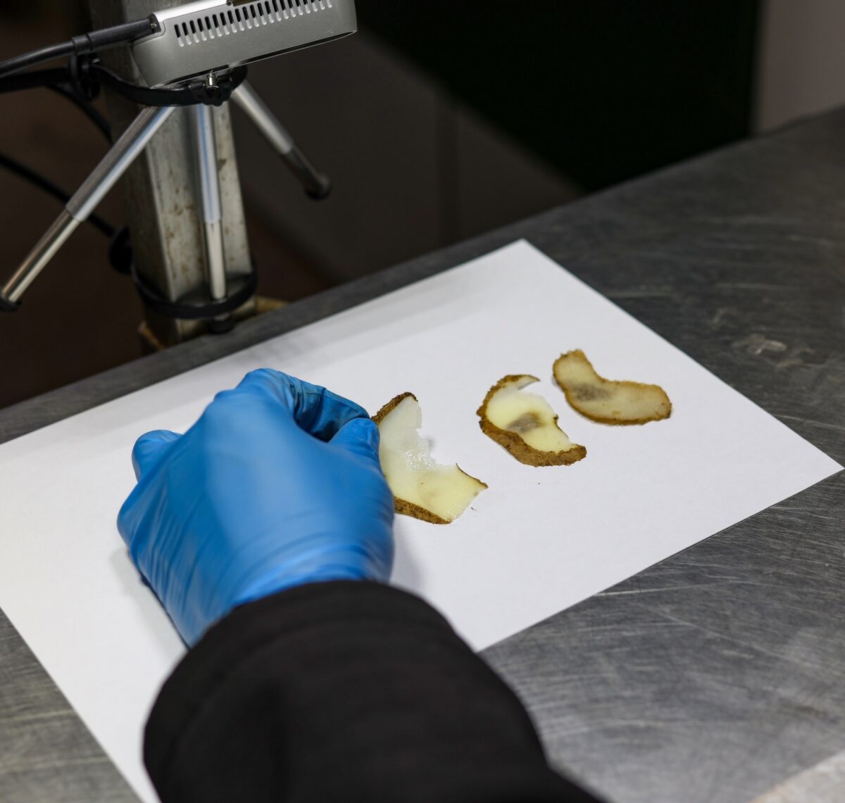 New project aims to reduce potato bruising, minimize food waste - Spudman