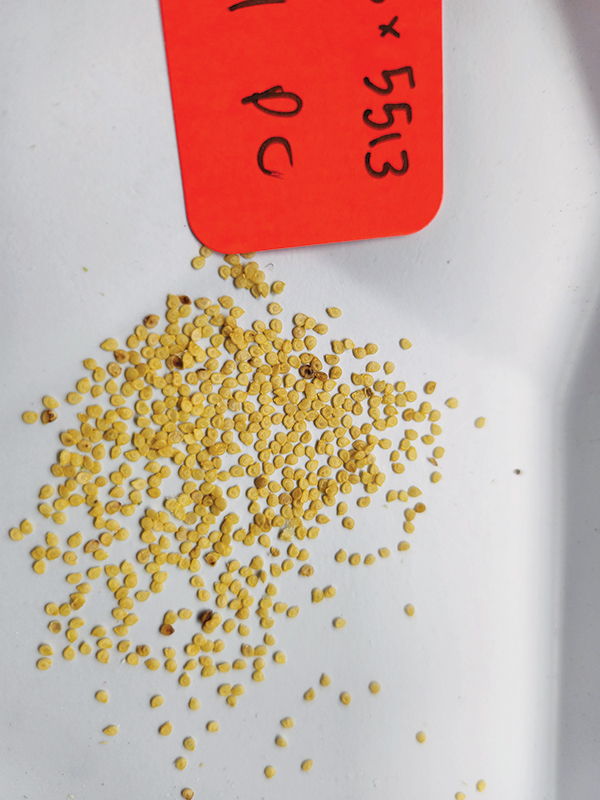 Developing new potato varieties requires perseverance - Spudman