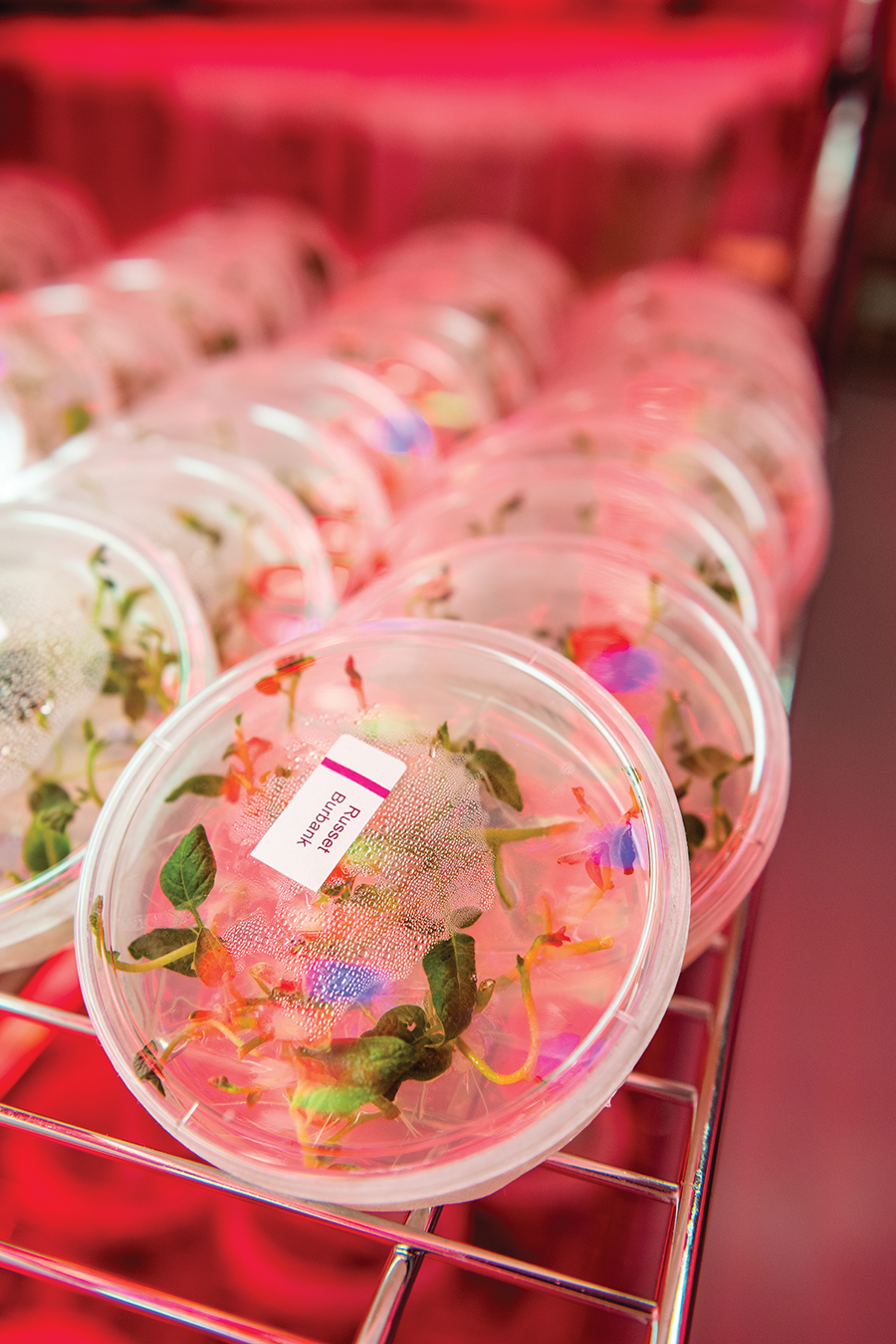 Freezing the future: U of I cryopreservation project holds potential ...