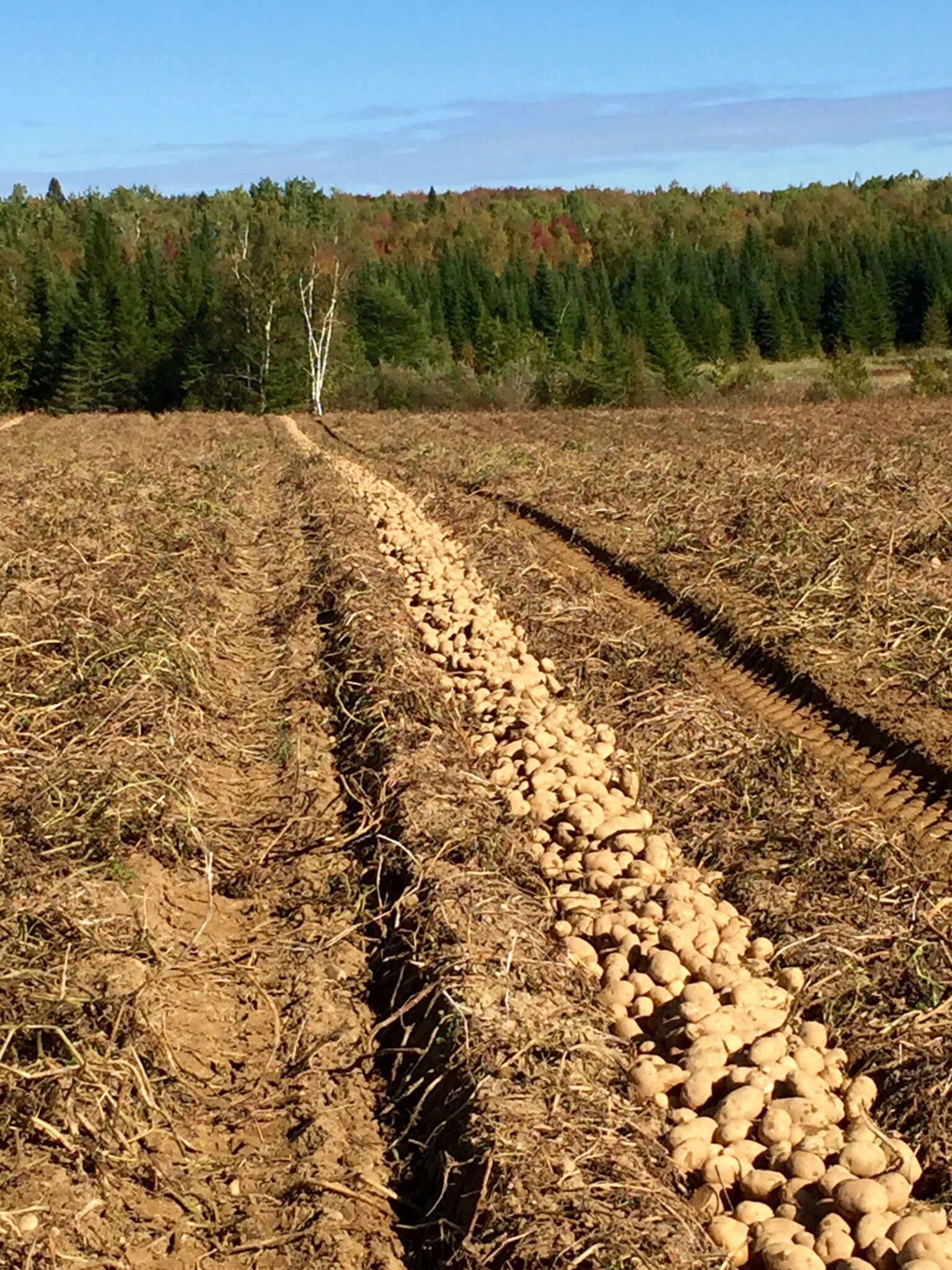 One Easy Change Can Double Soil’s “Good Guys” - Spudman