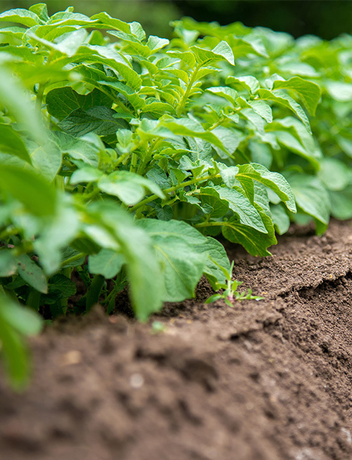 Maine Potato Grower Sees Tremendous Success with Vapam® HL™ - Spudman