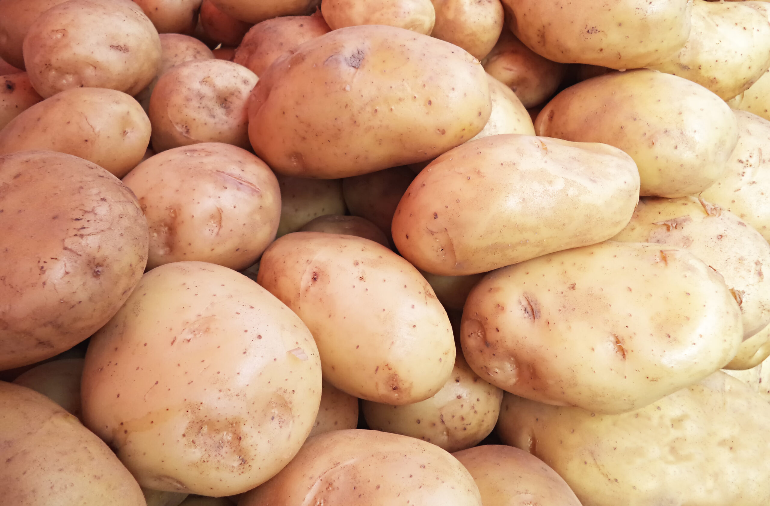 Timing of Soil Calcium Availability and Supply to Potatoes - Spudman